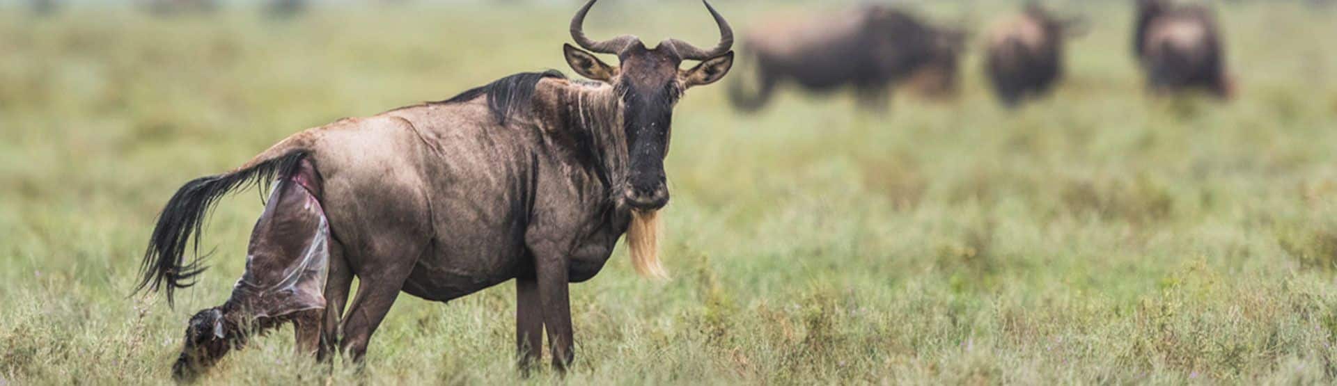 The Great Wildebeest Migration